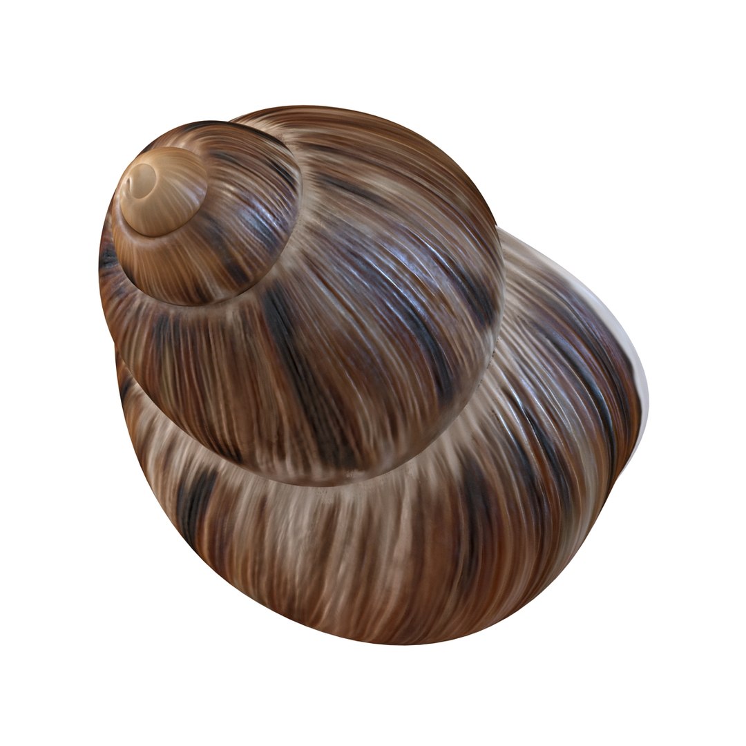 snail shells 3d 3ds