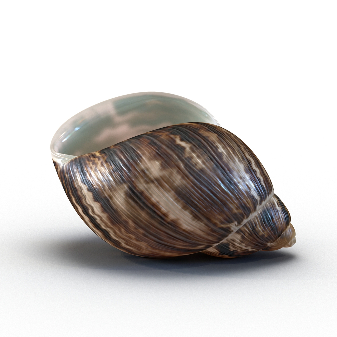 snail shells 3d 3ds