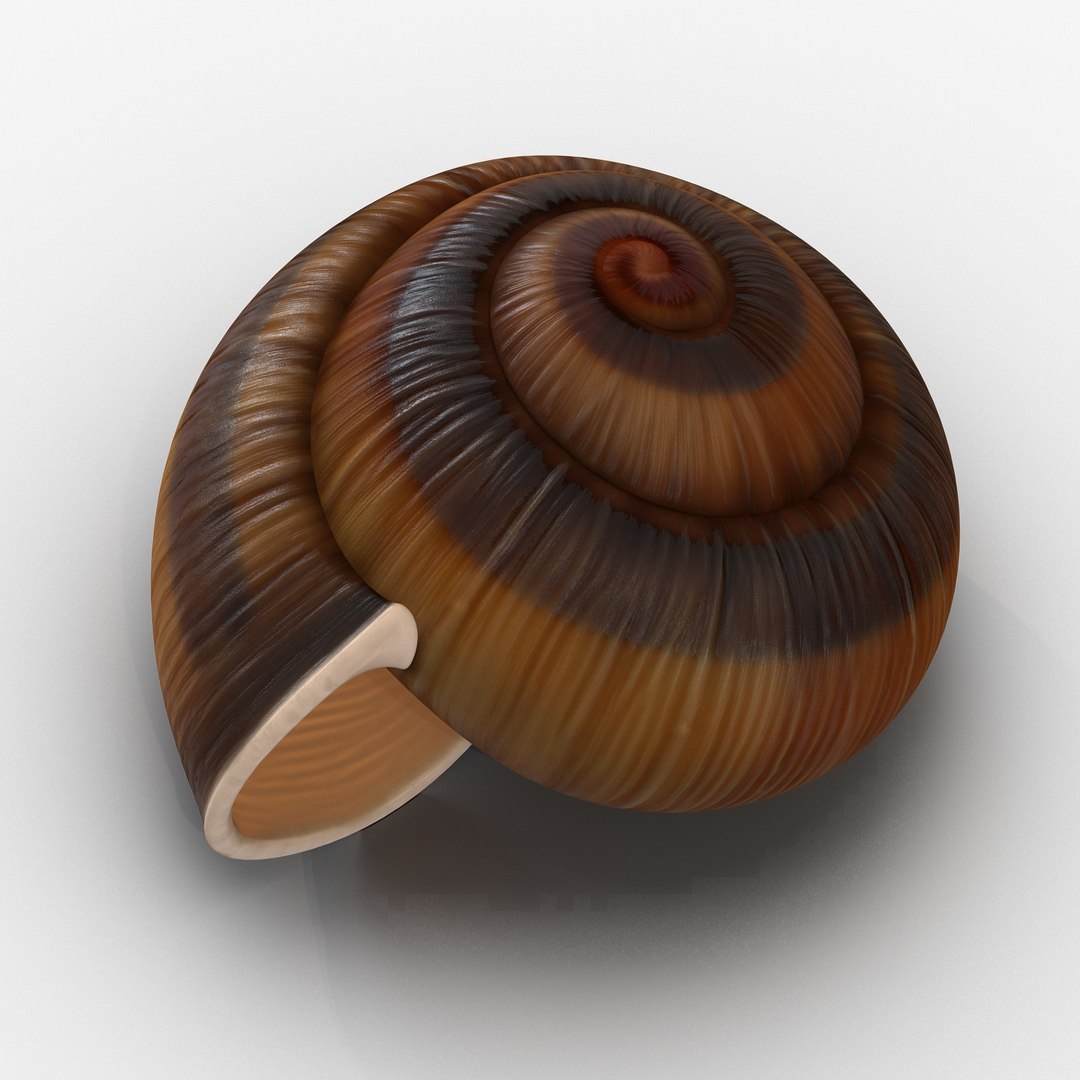 snail shells 3d 3ds