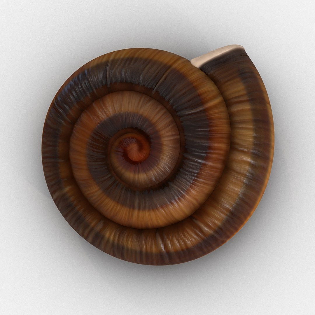Snail Shells 3d 3ds