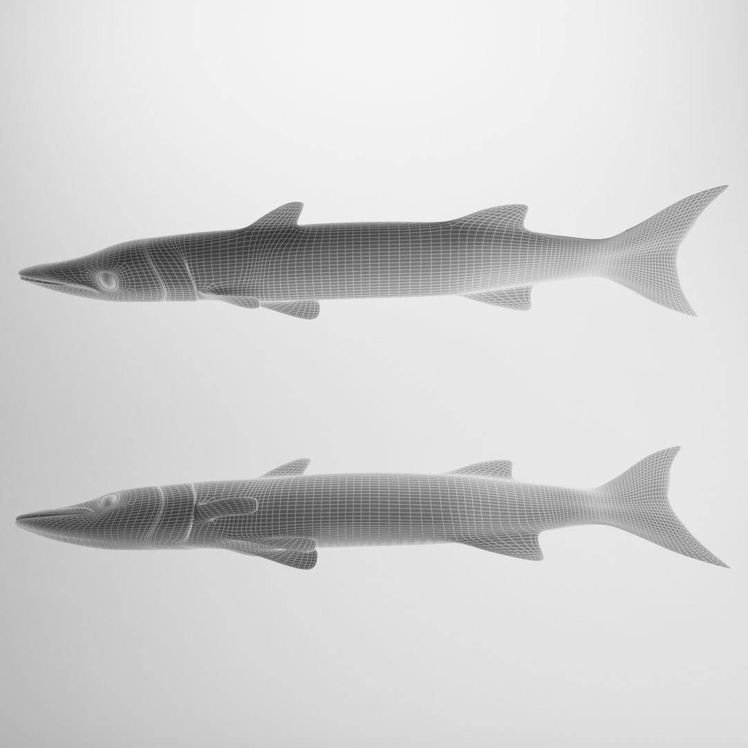 Barracuda Fbx