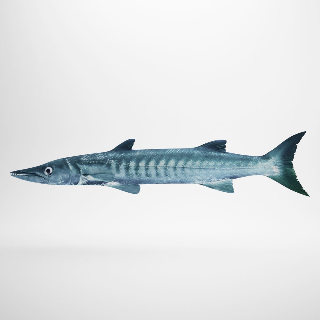 Barracuda Fbx