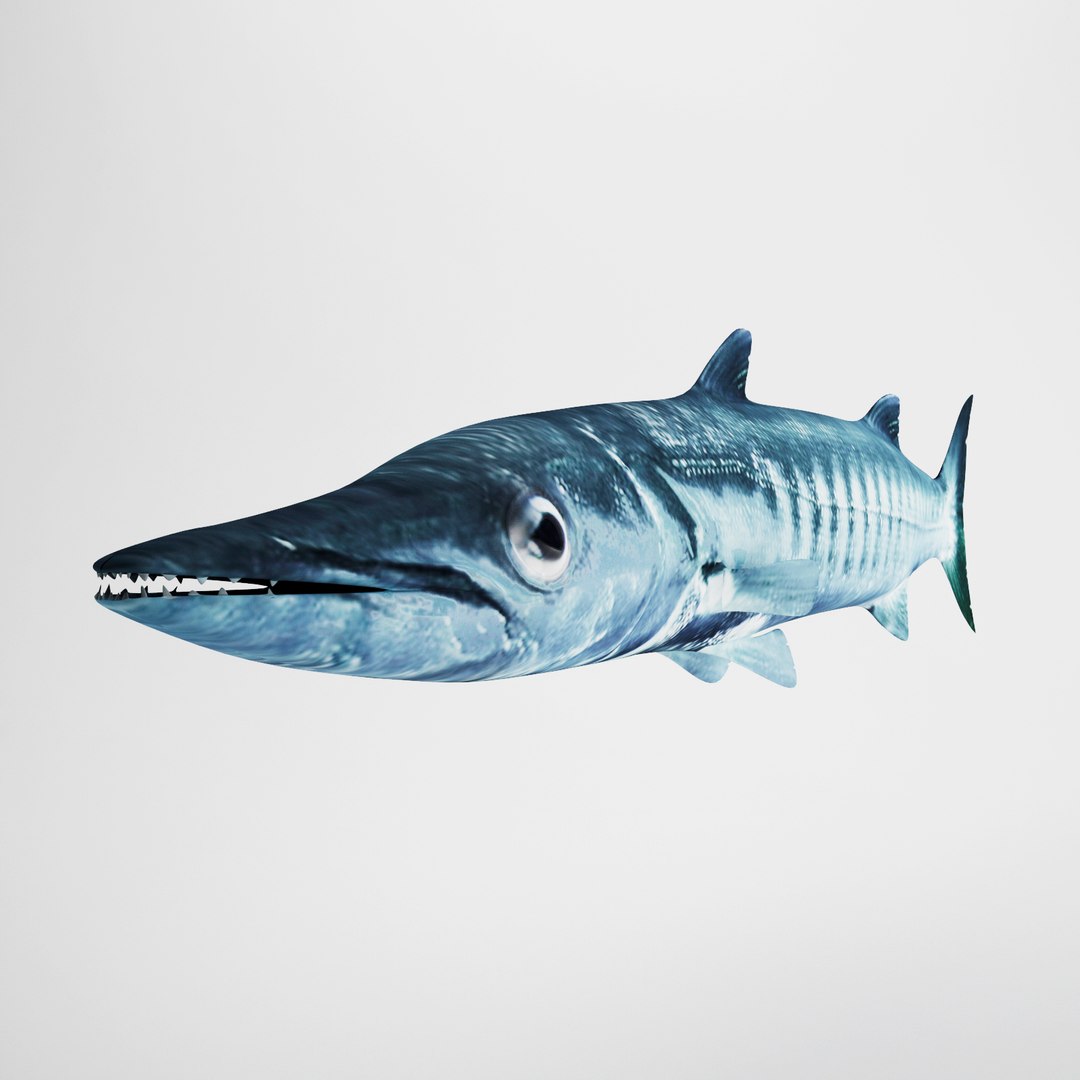 Barracuda Fbx