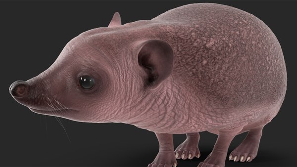 modelo 3d Erizo calvo de pie - TurboSquid 2073102