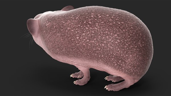 modelo 3d Erizo calvo de pie - TurboSquid 2073102