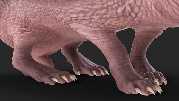 modelo 3d Erizo calvo de pie - TurboSquid 2073102
