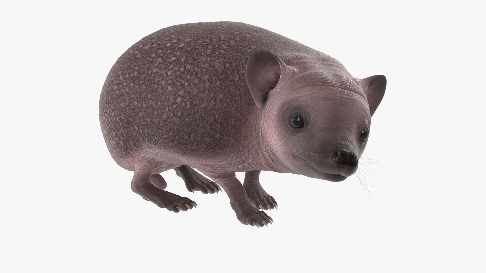 Bald Hedgehog Standing 3D model - TurboSquid 2073102