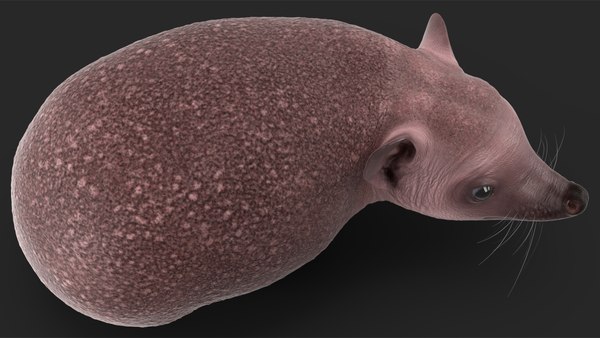 modelo 3d Erizo calvo de pie - TurboSquid 2073102