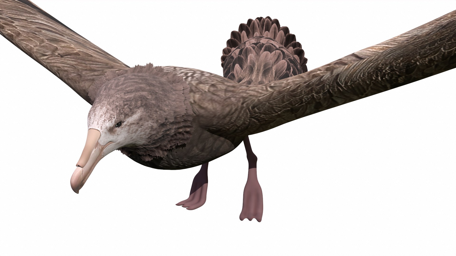 Bird Petrel 3D - TurboSquid 1686501