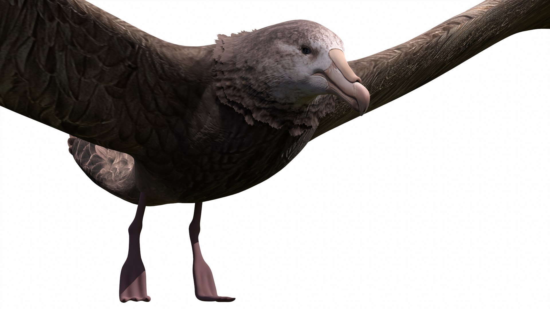 Bird Petrel 3D - TurboSquid 1686501