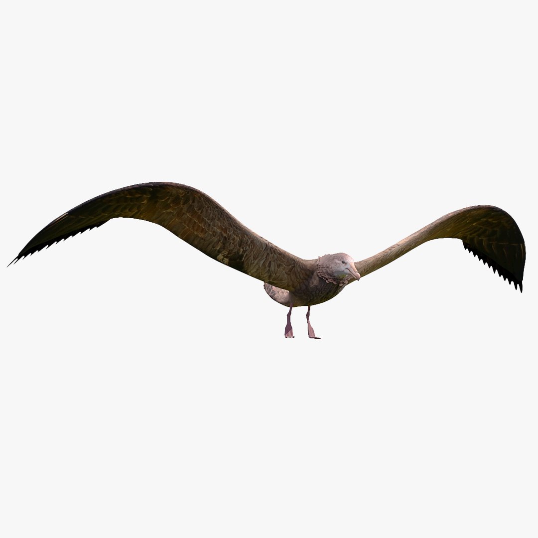 Bird petrel 3D - TurboSquid 1686501