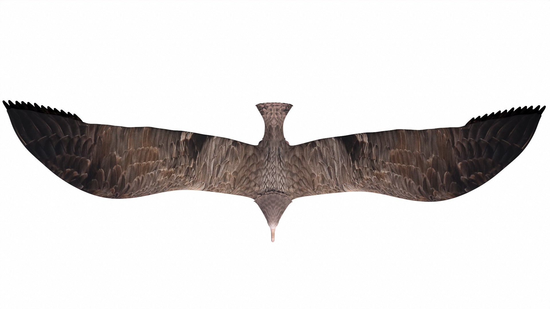 Bird Petrel 3D - TurboSquid 1686501