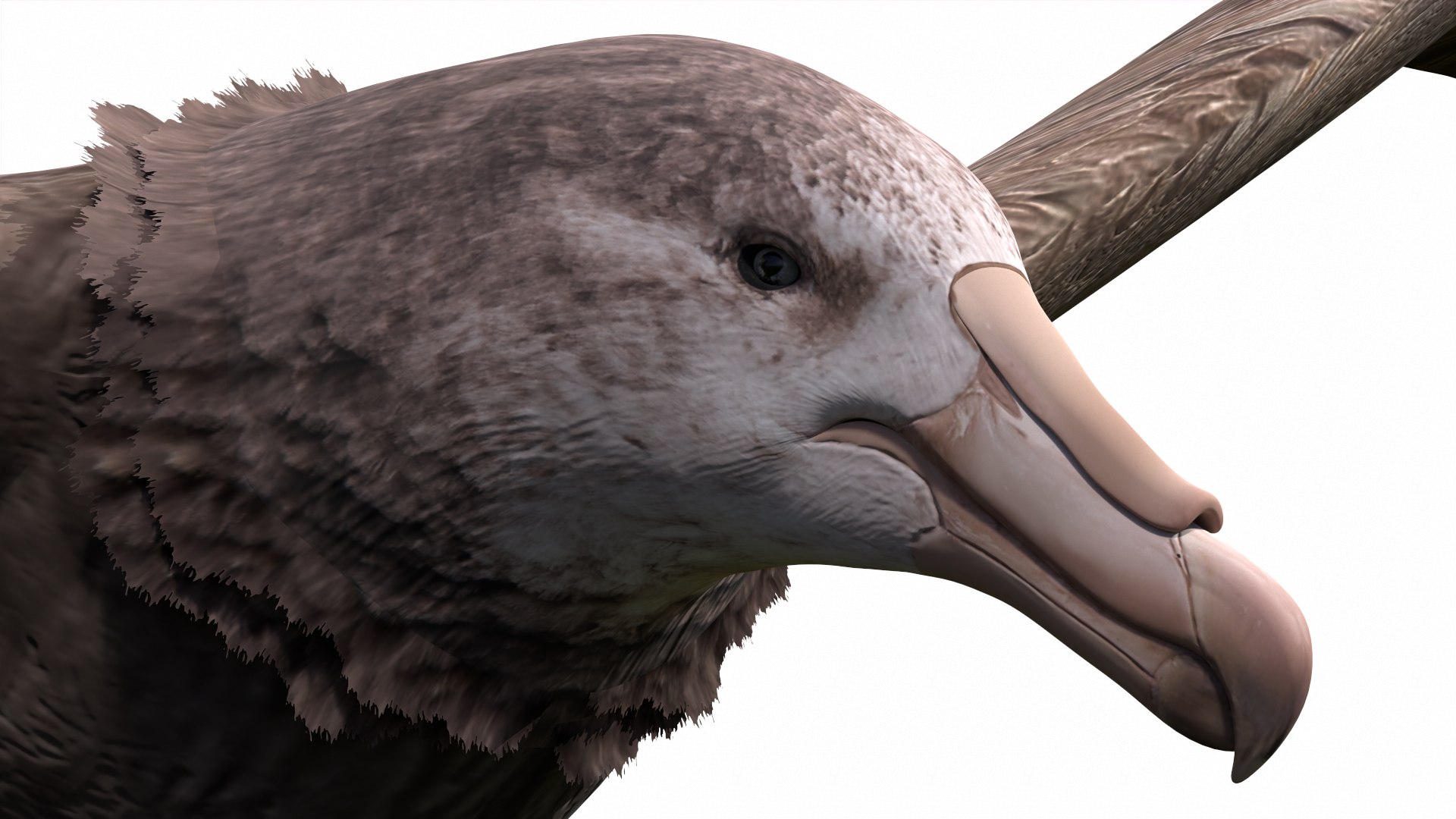 Bird Petrel 3D - TurboSquid 1686501