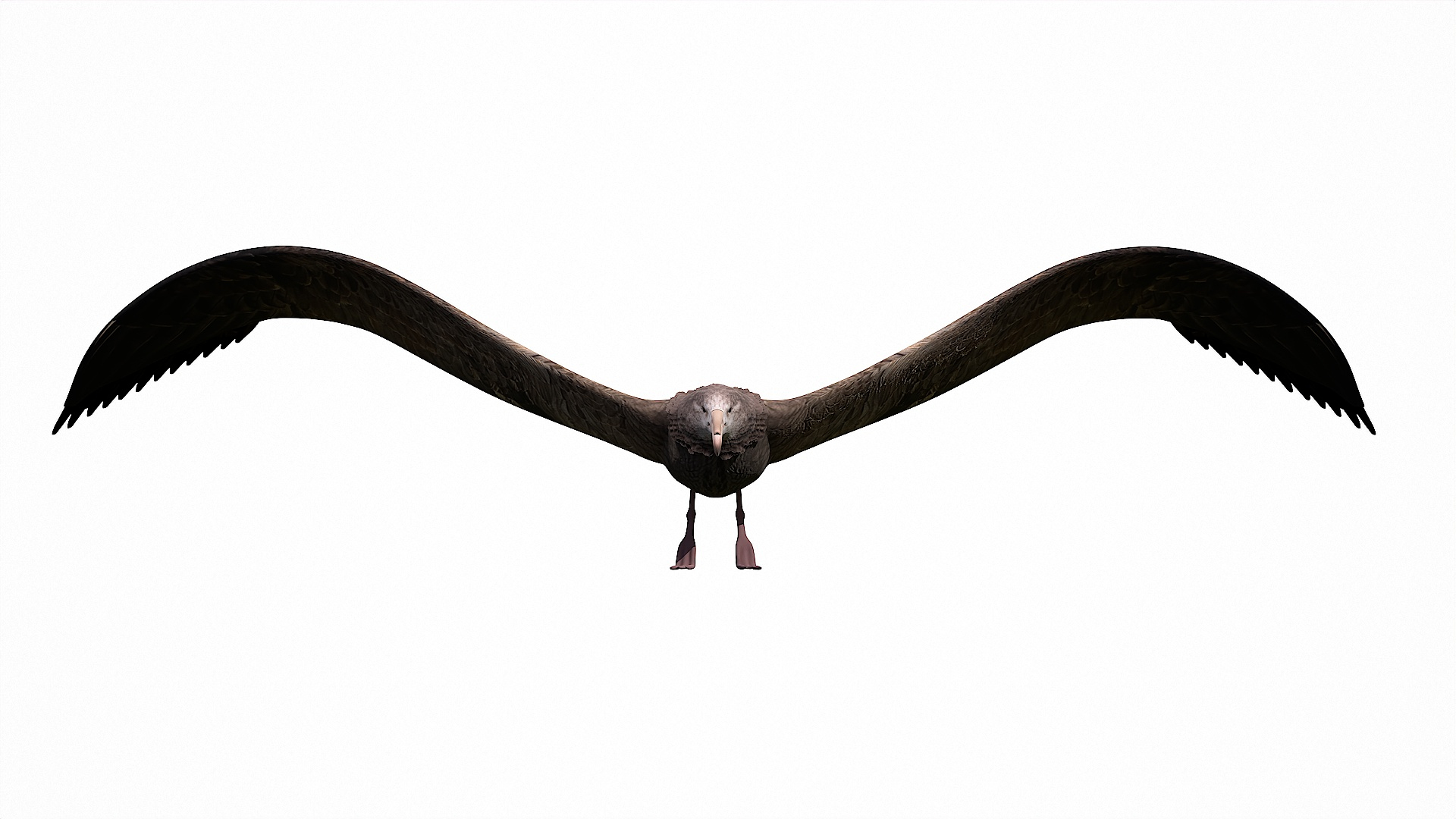 Bird Petrel 3D - TurboSquid 1686501