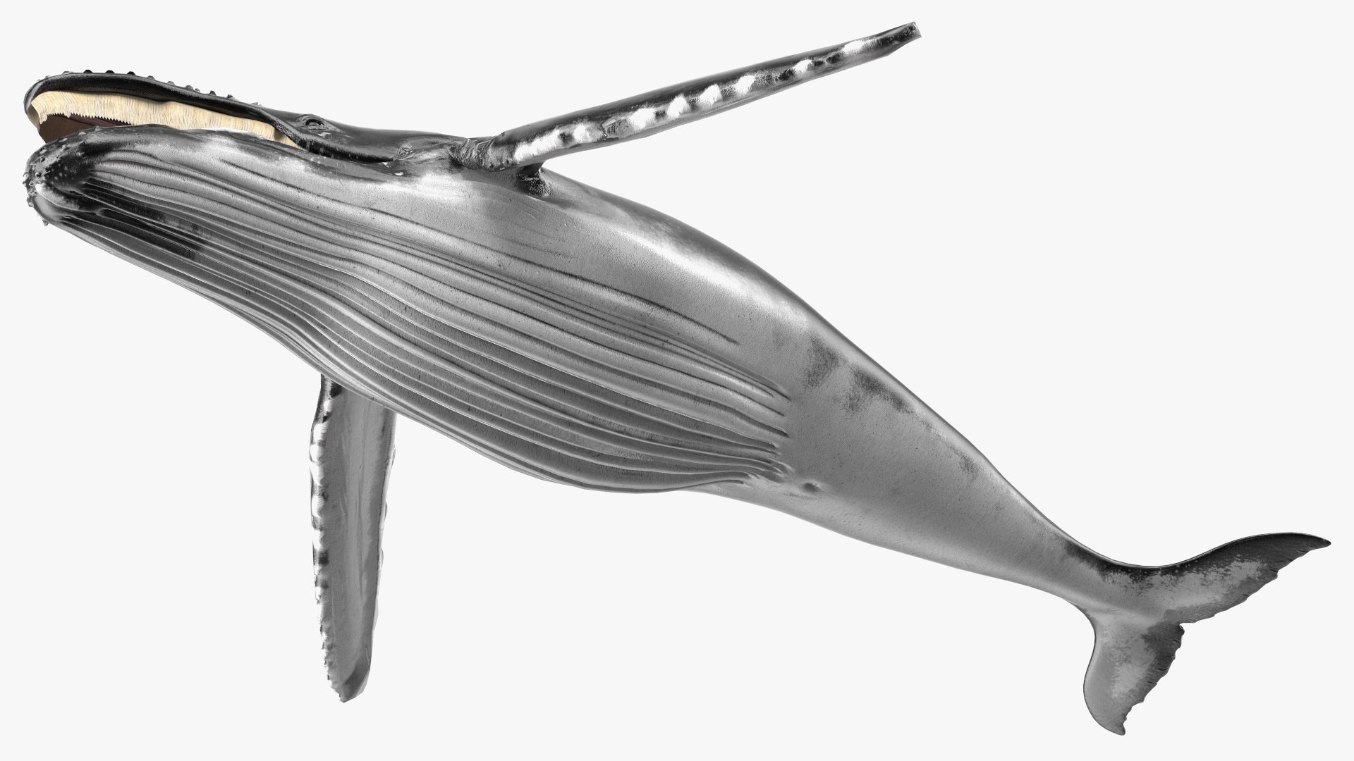 Baleen Whale 3D Model - TurboSquid 2271095