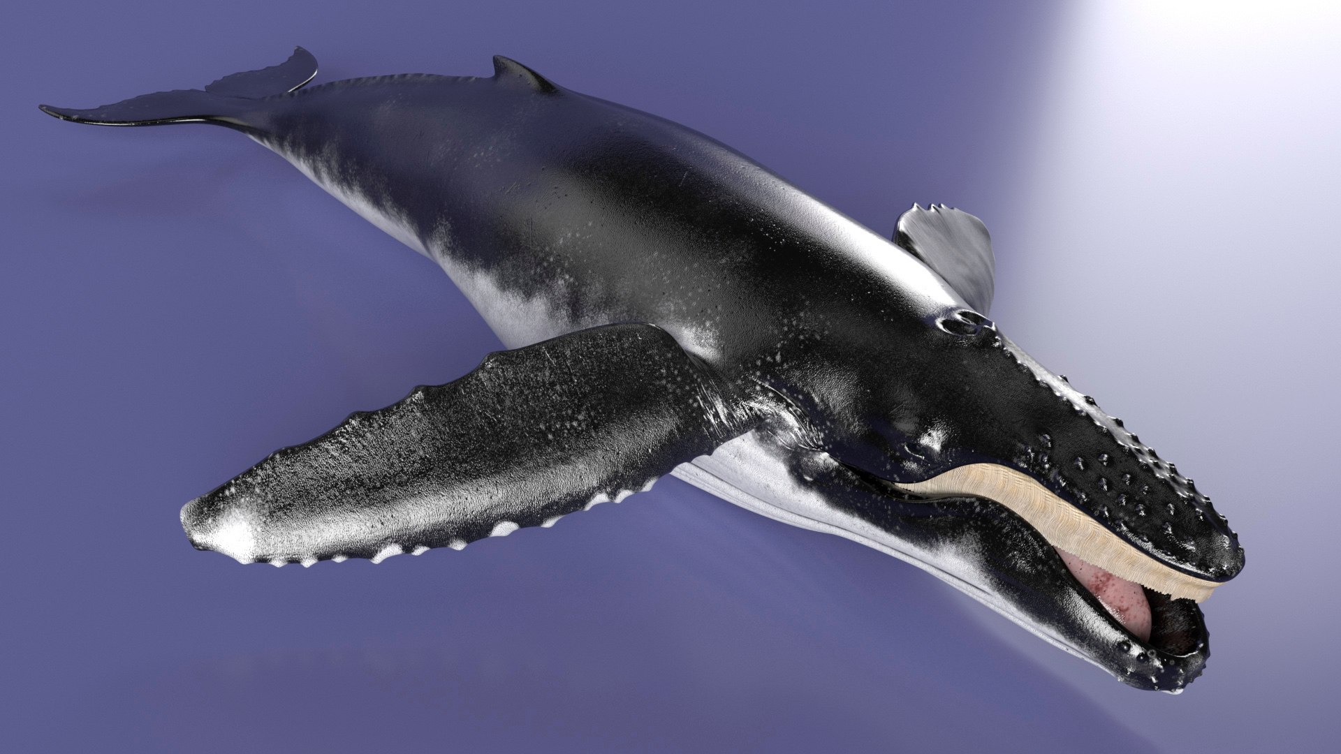 Baleen Whale 3D Model - TurboSquid 2271095