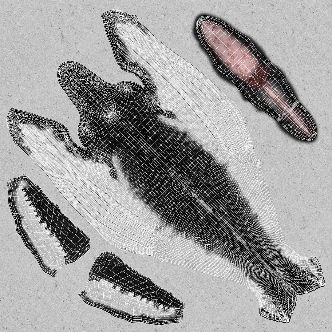 Baleen Whale 3D Model - TurboSquid 2271095