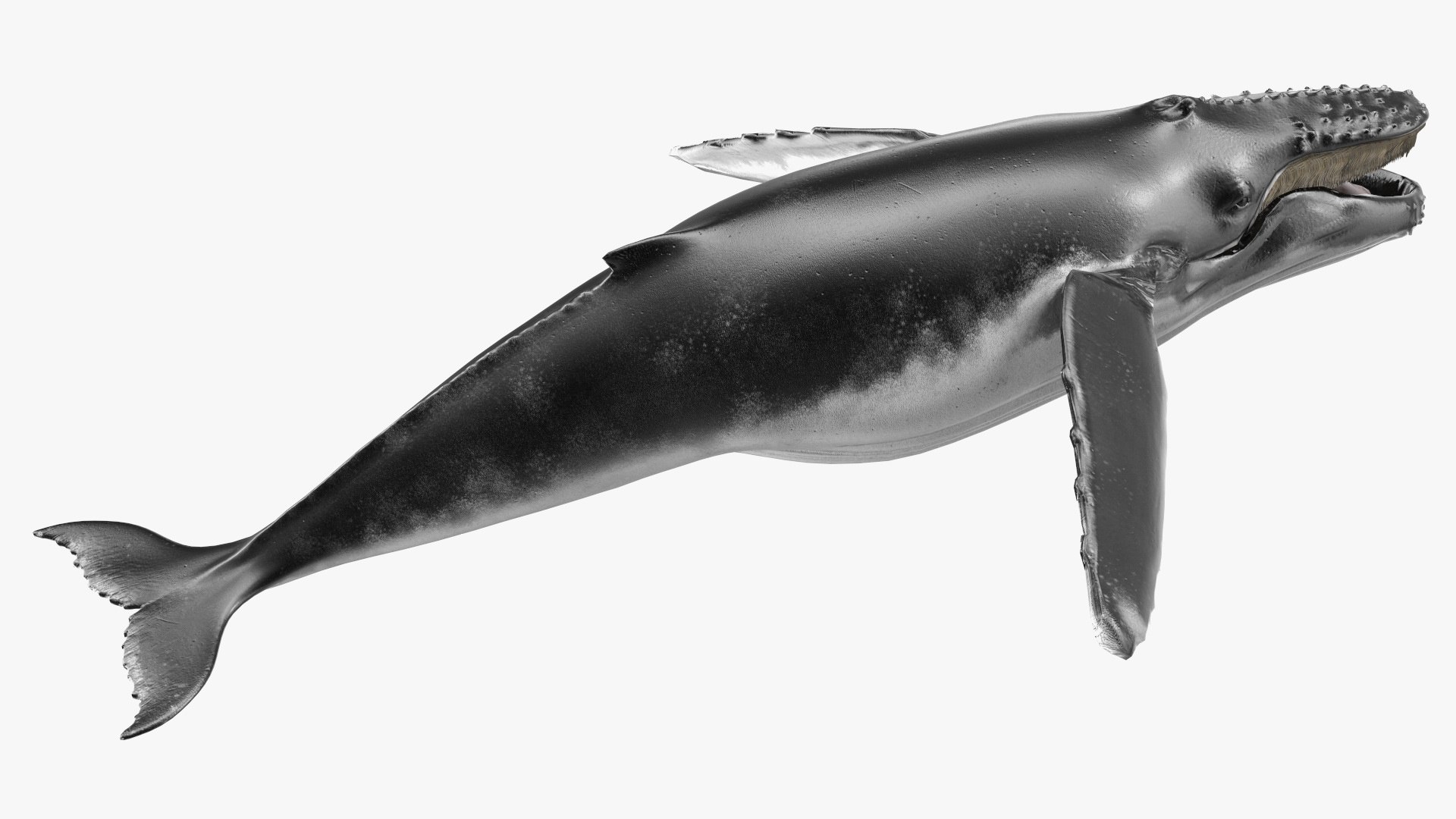 Baleen Whale 3D Model - TurboSquid 2271095