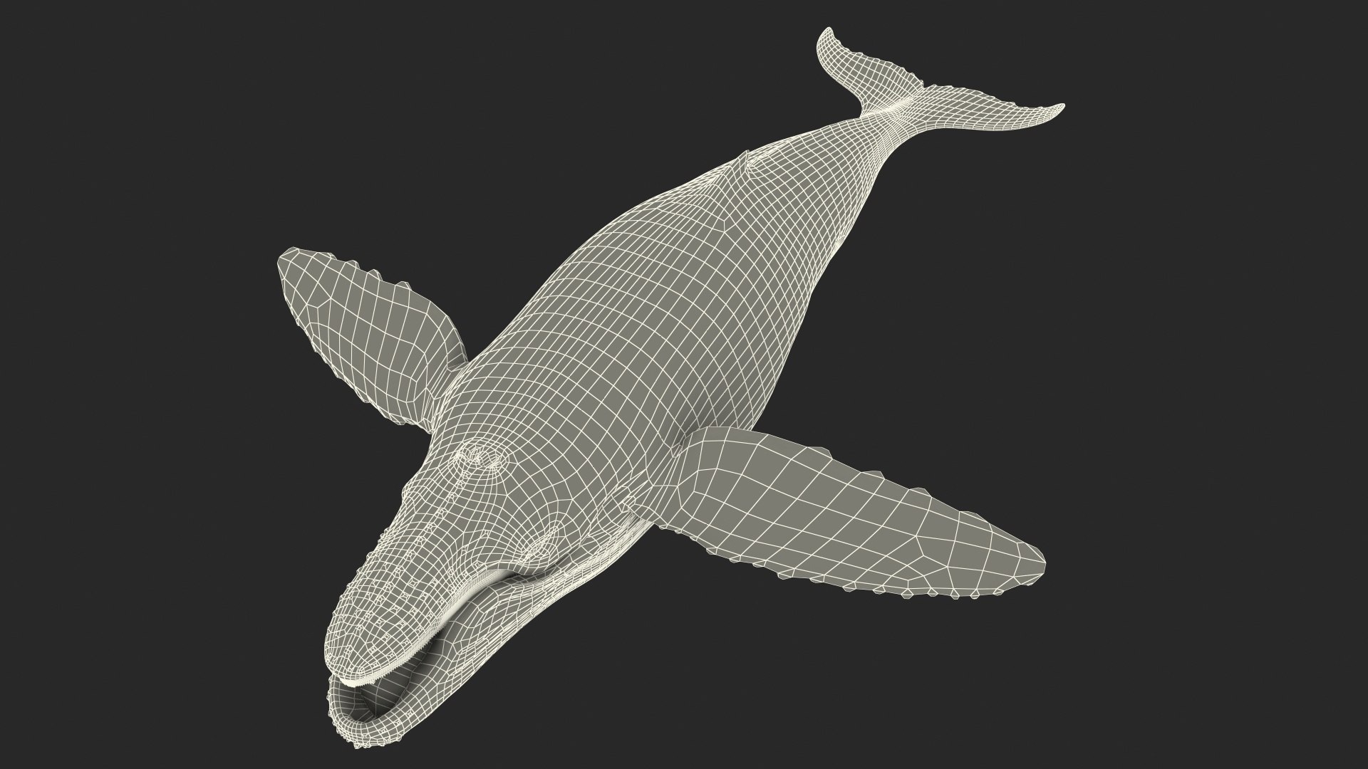 Baleen Whale 3D Model - TurboSquid 2271095