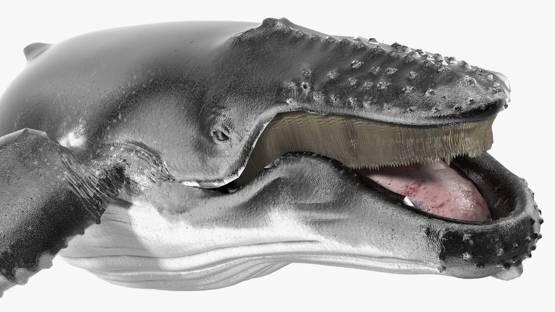 Baleen Whale 3D Model - TurboSquid 2271095