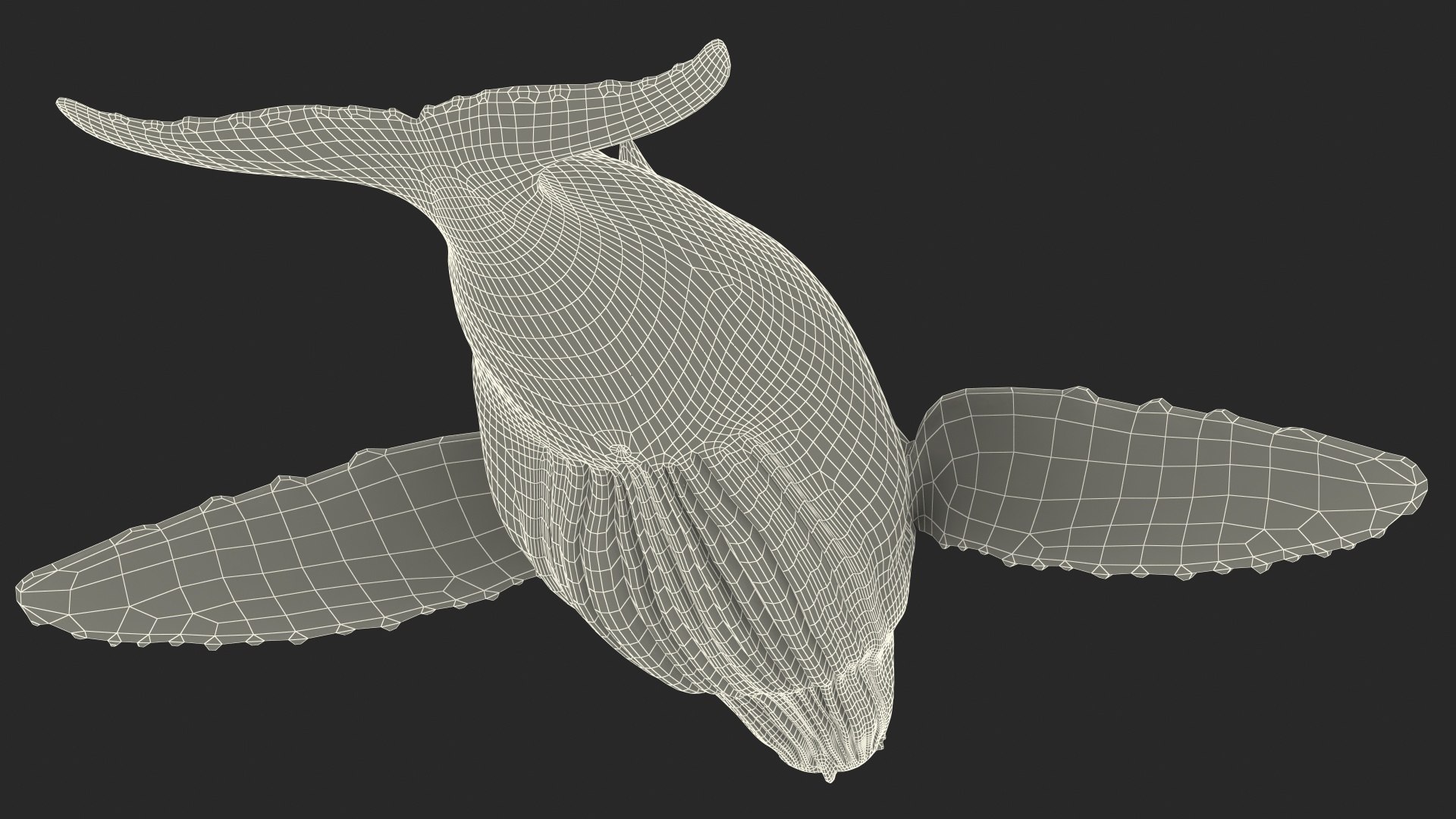 Baleen Whale 3D Model - TurboSquid 2271095