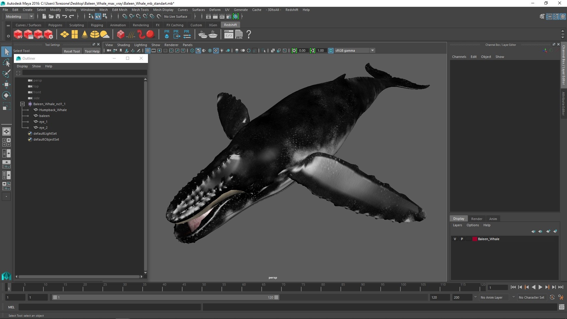 Baleen Whale 3D Model - TurboSquid 2271095