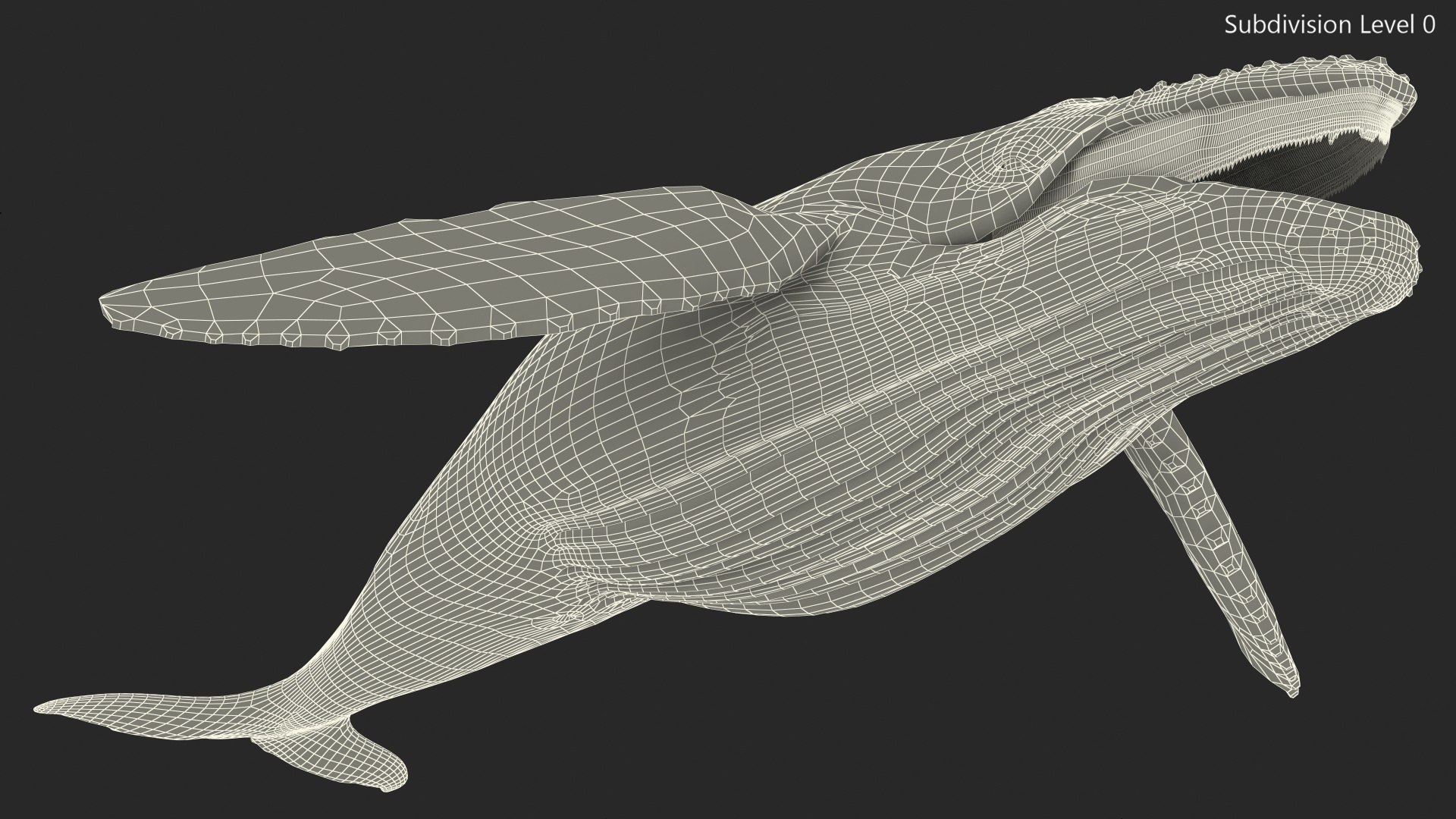 Baleen Whale 3D Model - TurboSquid 2271095