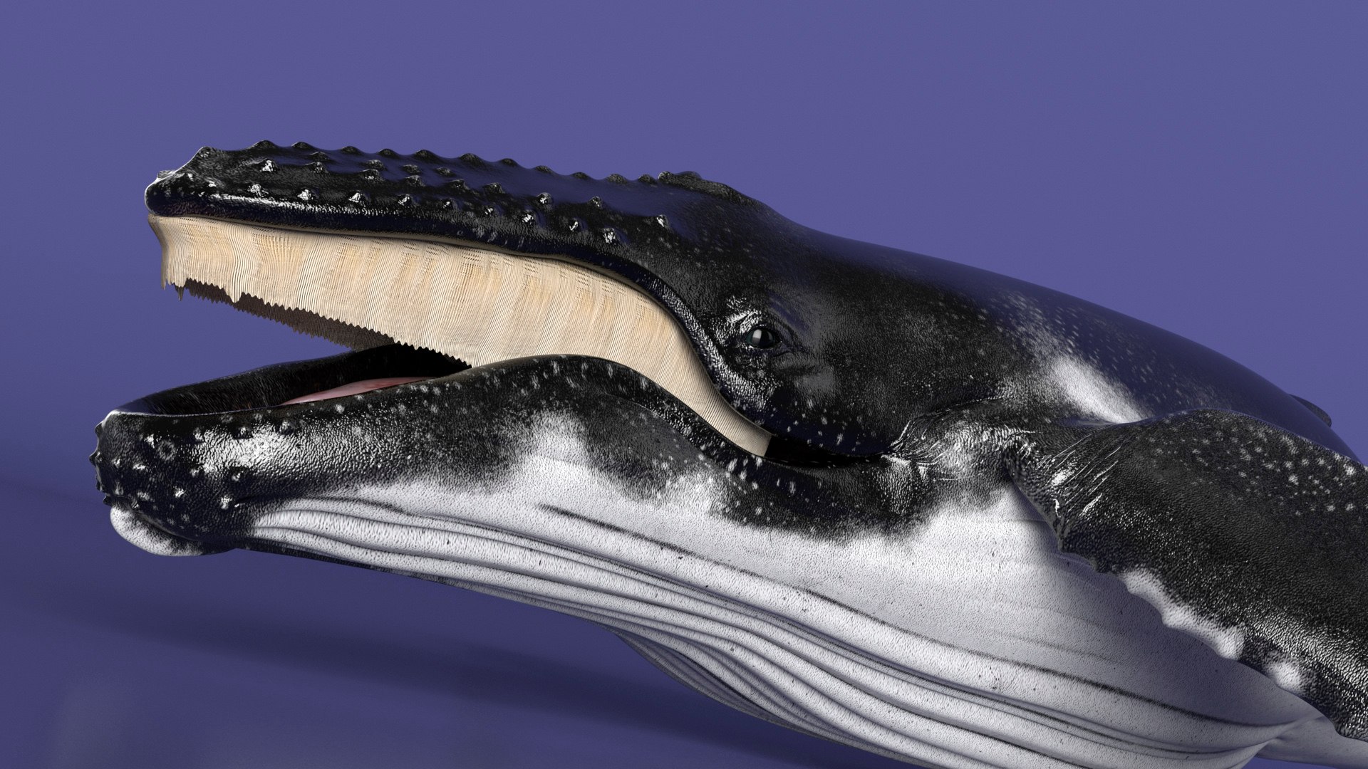Baleen Whale 3D Model - TurboSquid 2271095