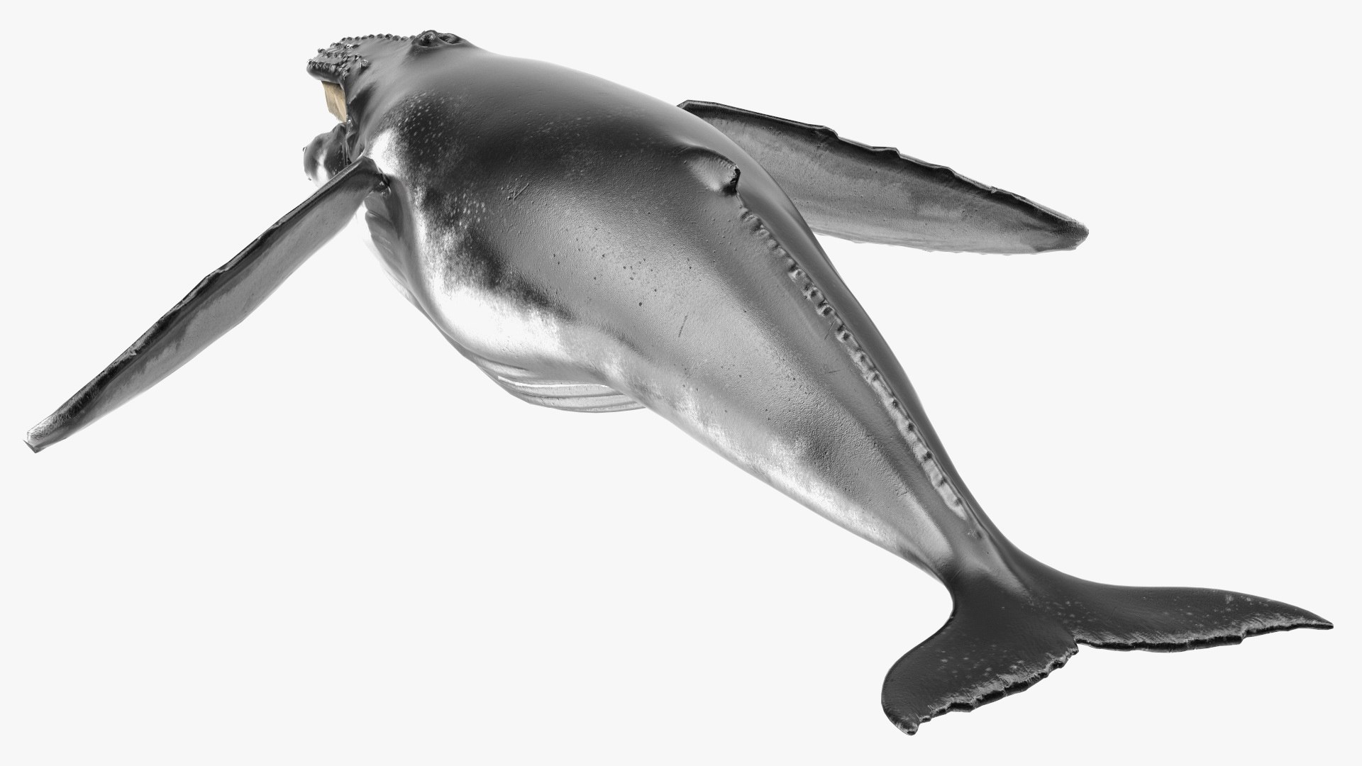 Baleen Whale 3D Model - TurboSquid 2271095