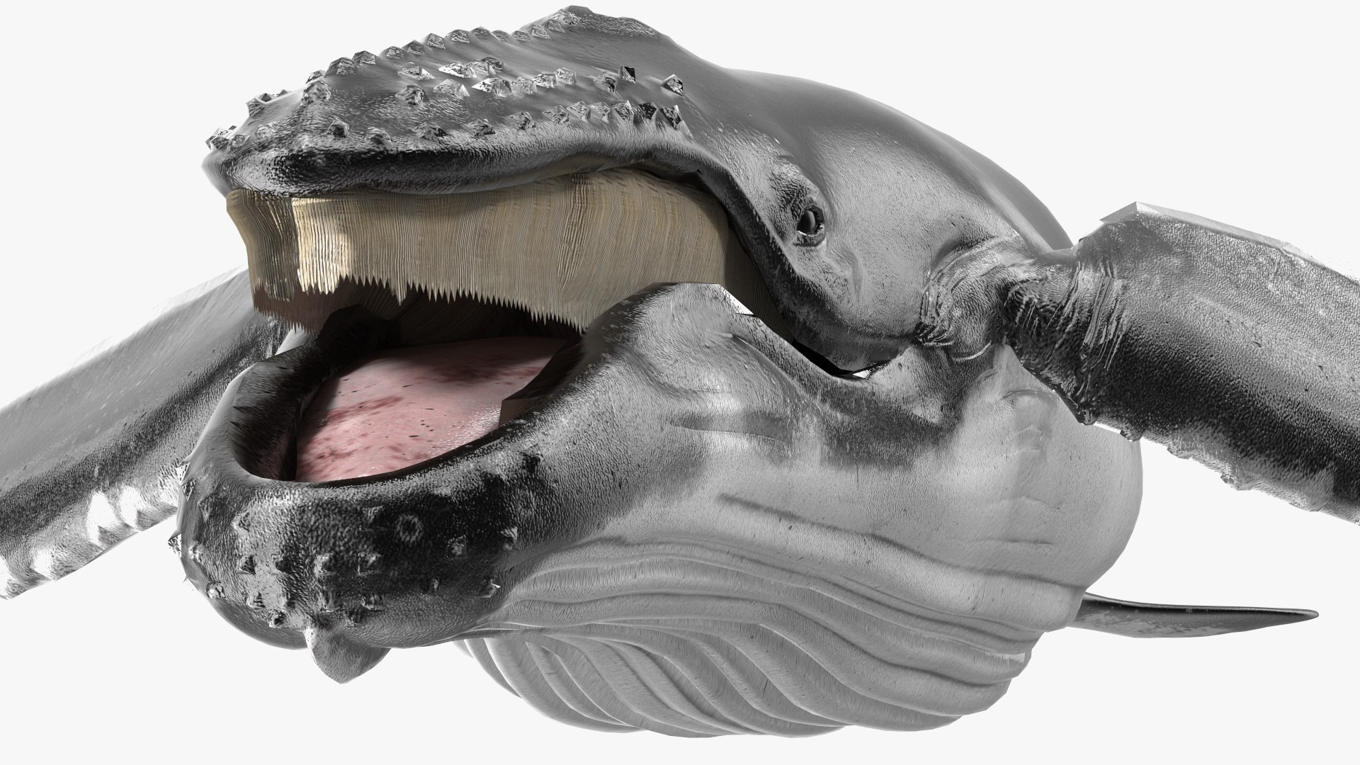 Baleen Whale 3D Model - TurboSquid 2271095