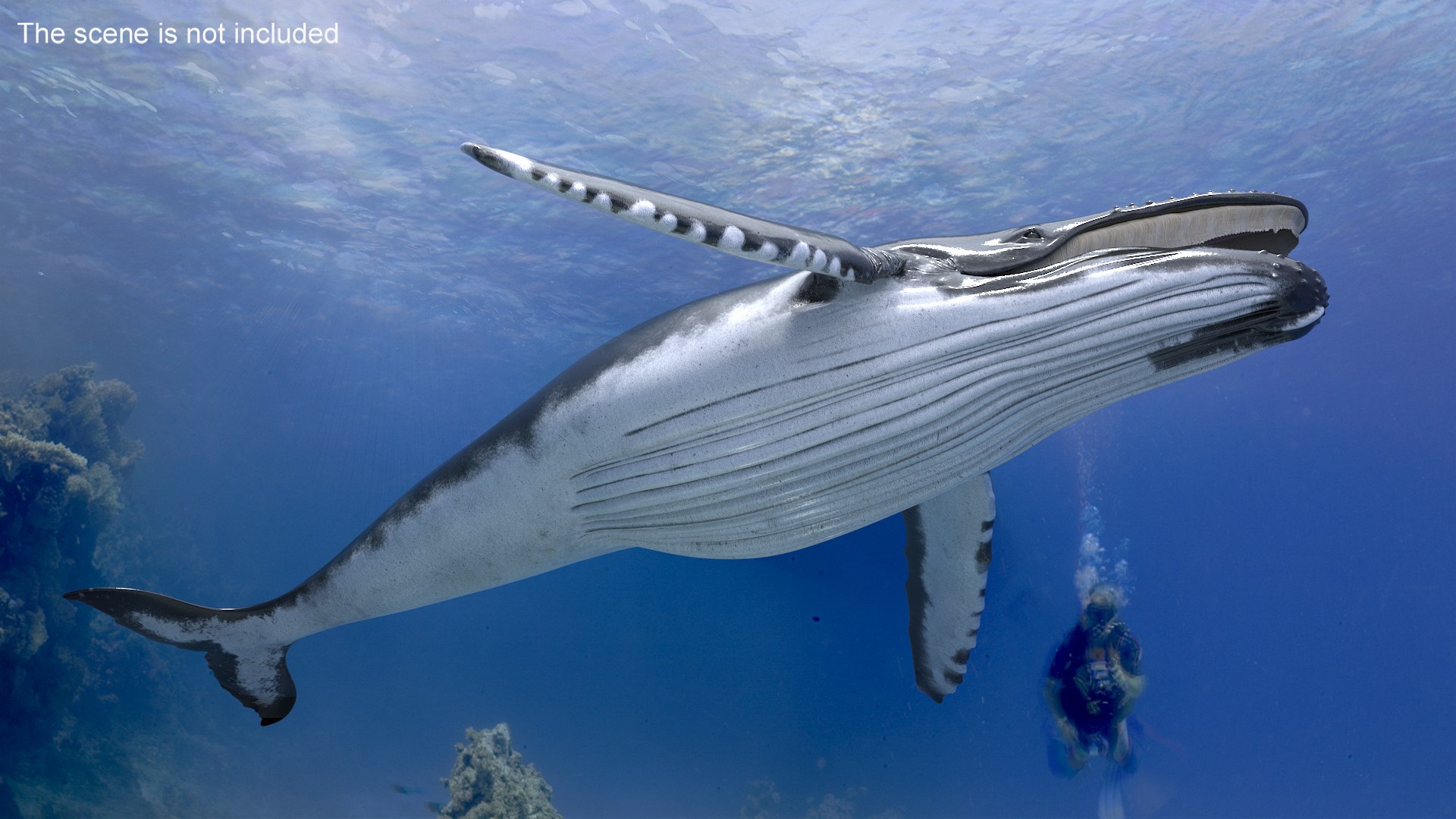 Baleen Whale 3D Model - TurboSquid 2271095