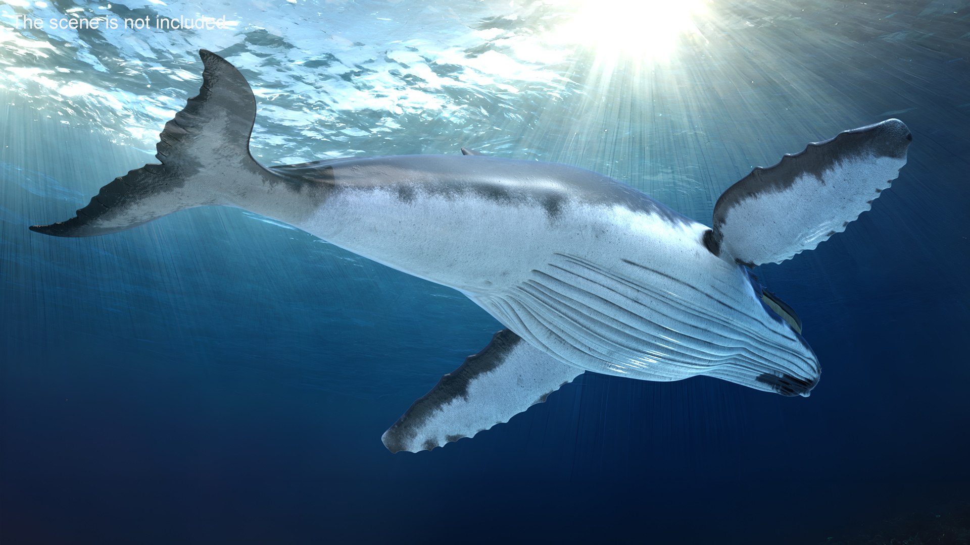 Baleen Whale 3D Model - TurboSquid 2271095