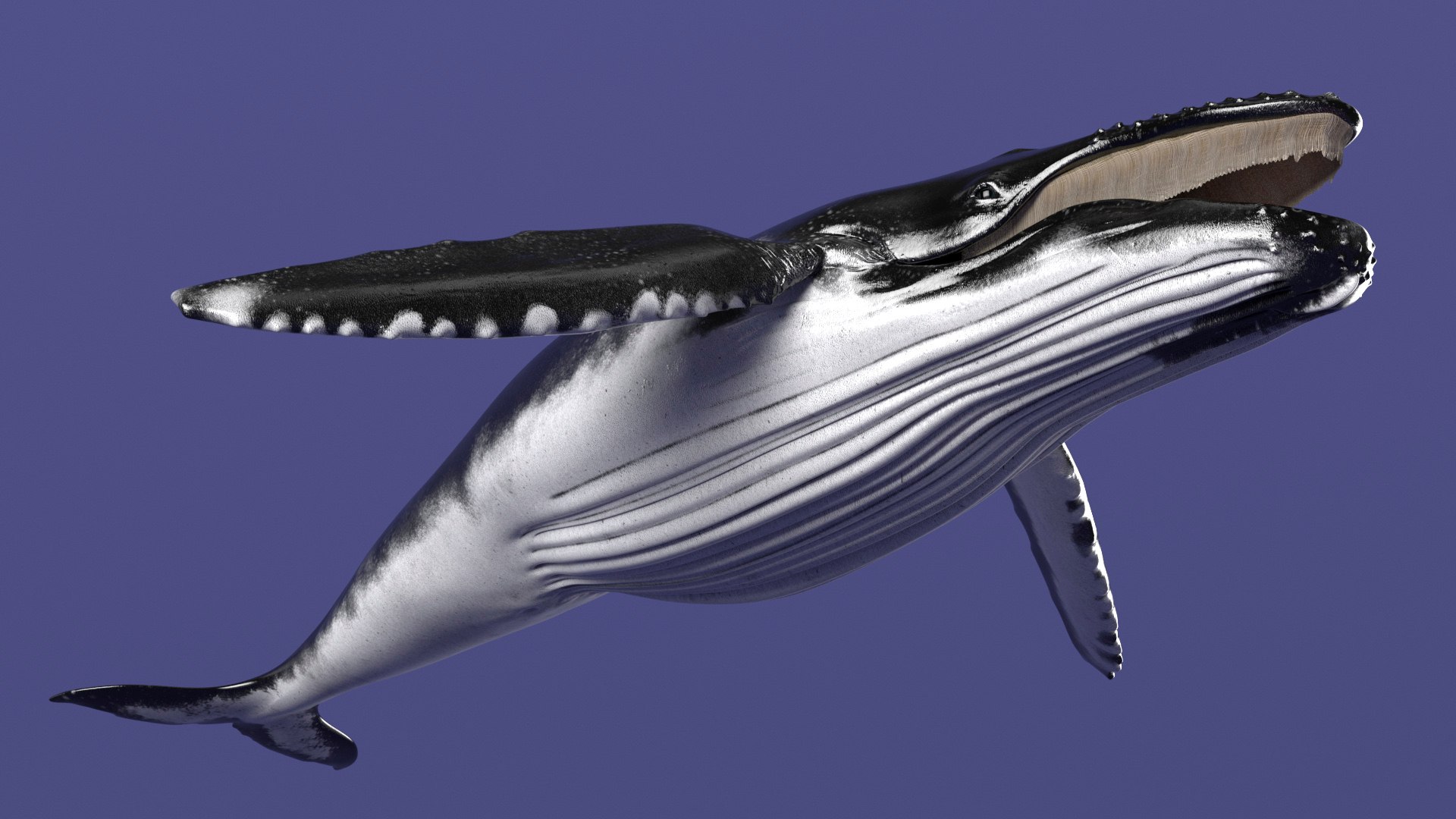 Baleen Whale 3D Model - TurboSquid 2271095