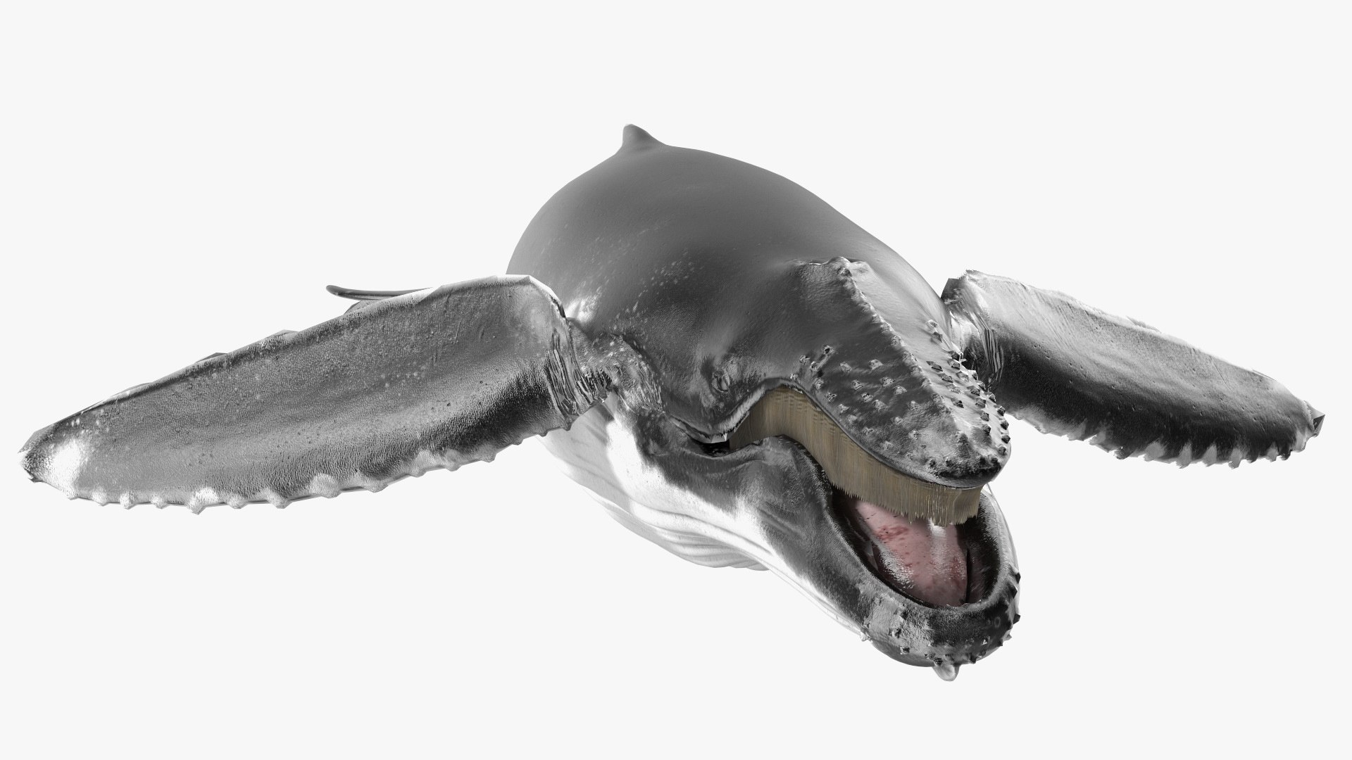 Baleen Whale 3D Model - TurboSquid 2271095