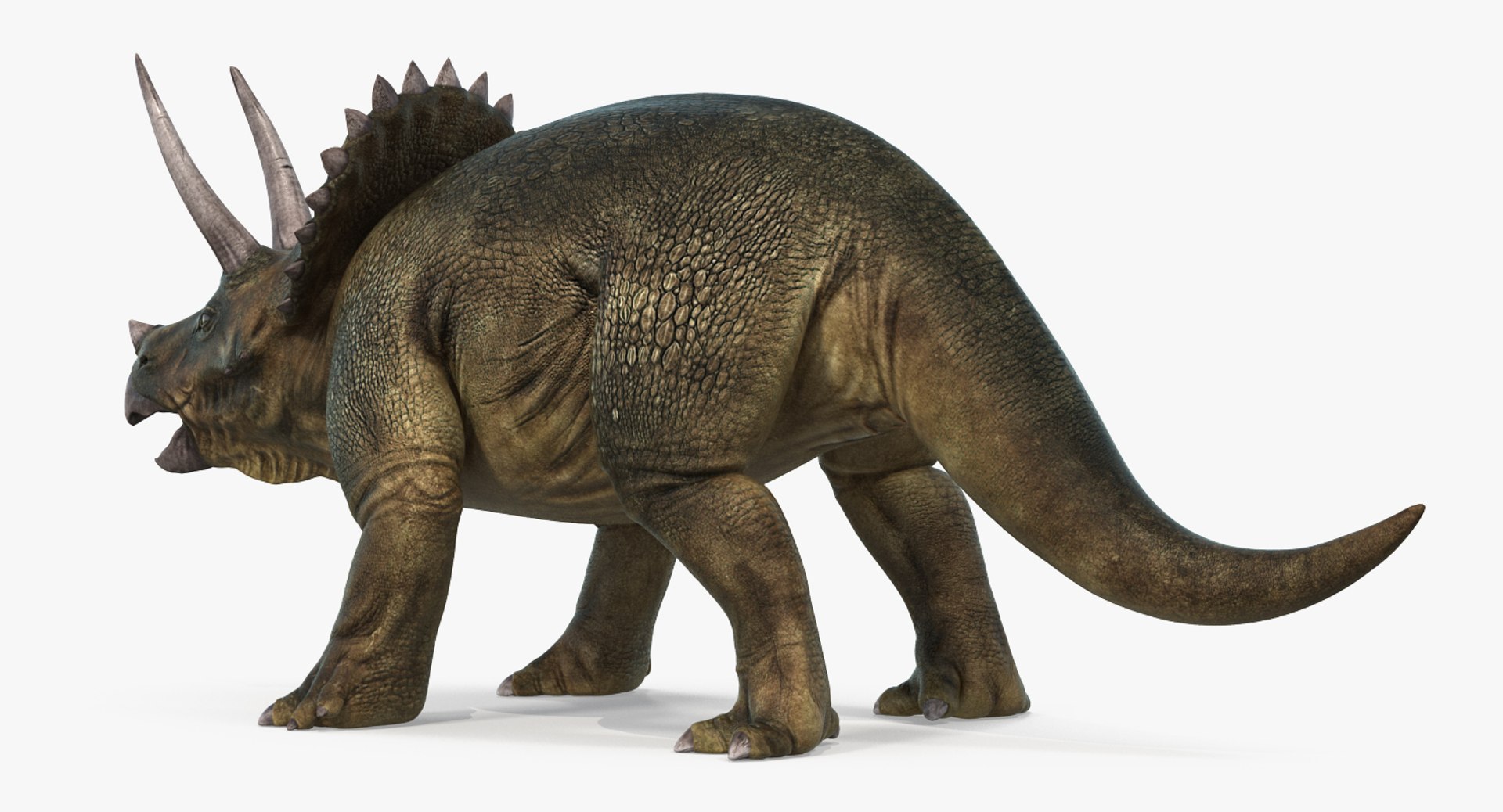 triceratops rigged 3d c4d
