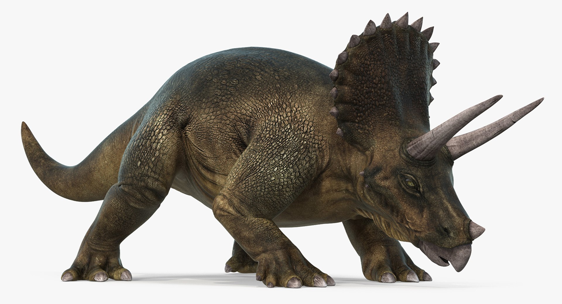 Triceratops Rigged 3d C4d