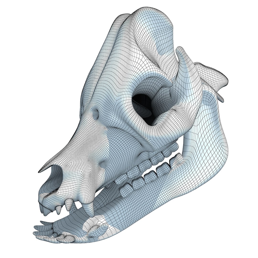 3d Pig Skull Skeleton Model