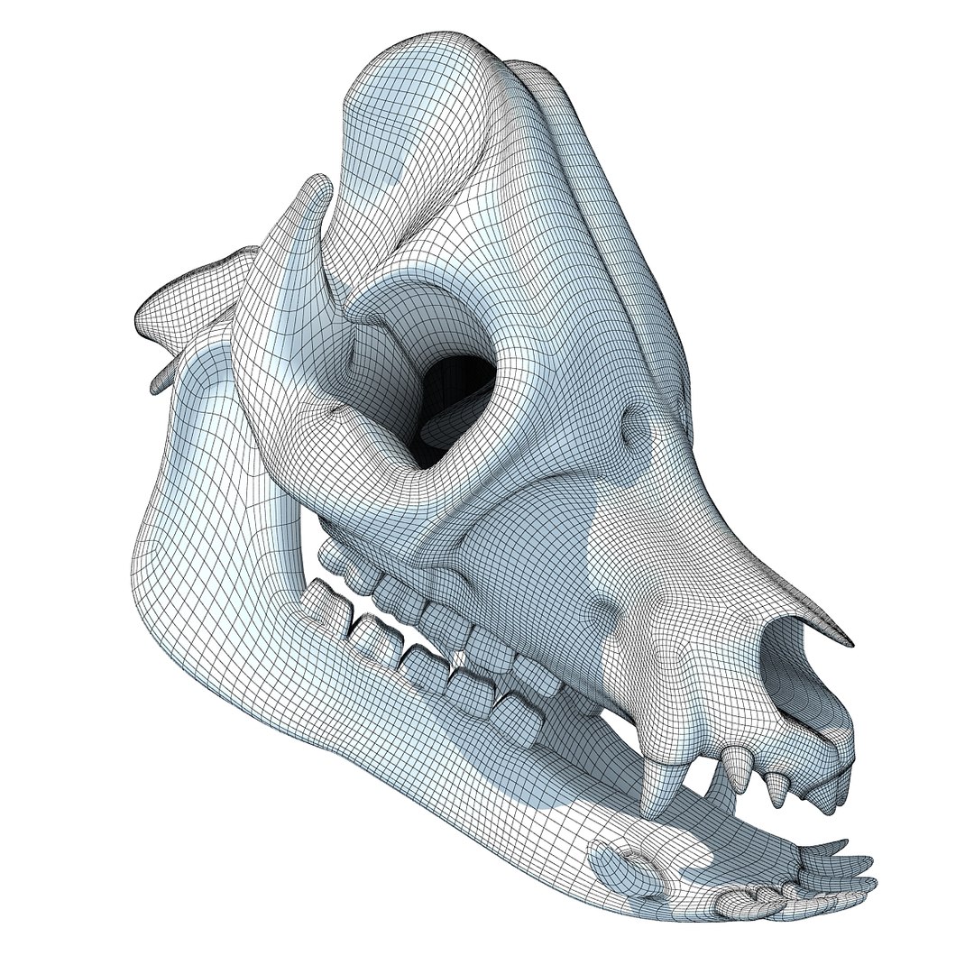 3d Pig Skull Skeleton Model