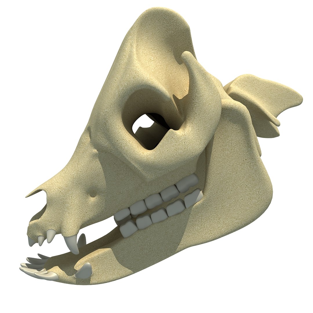 3d Pig Skull Skeleton Model