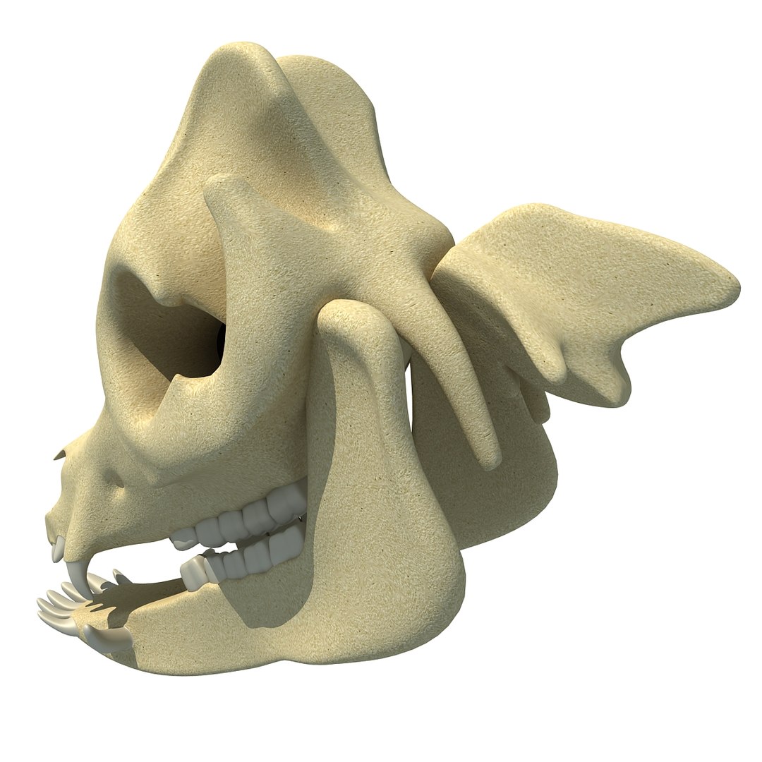 3d Pig Skull Skeleton Model