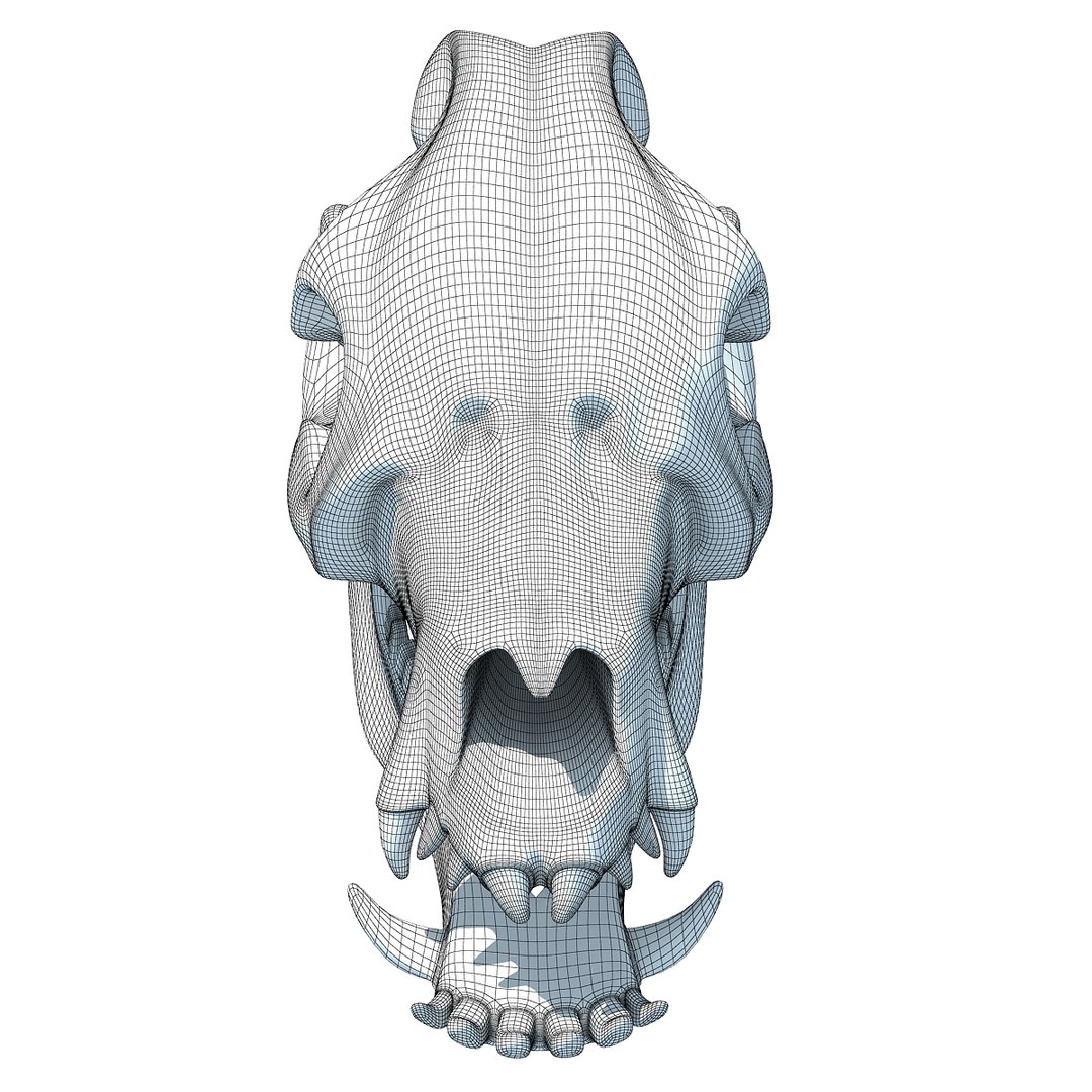 3d Pig Skull Skeleton Model