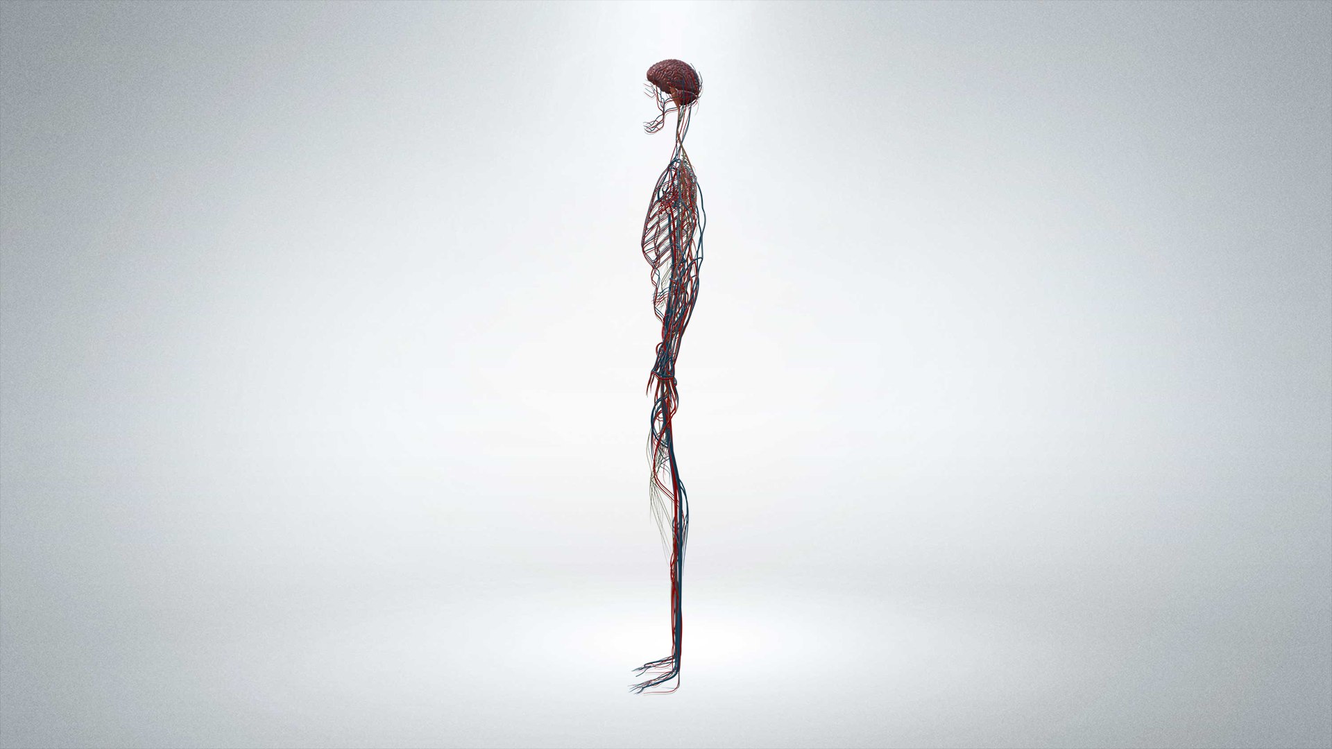 Nervous system 3D model - TurboSquid 1741332
