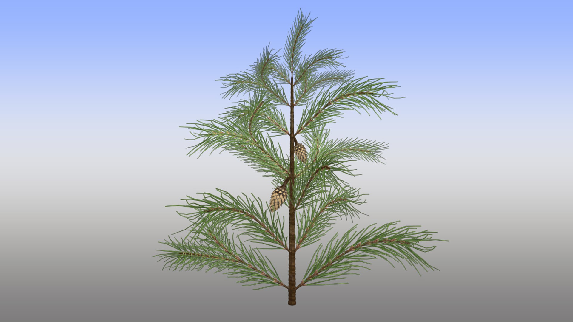 3d Pines Pinus