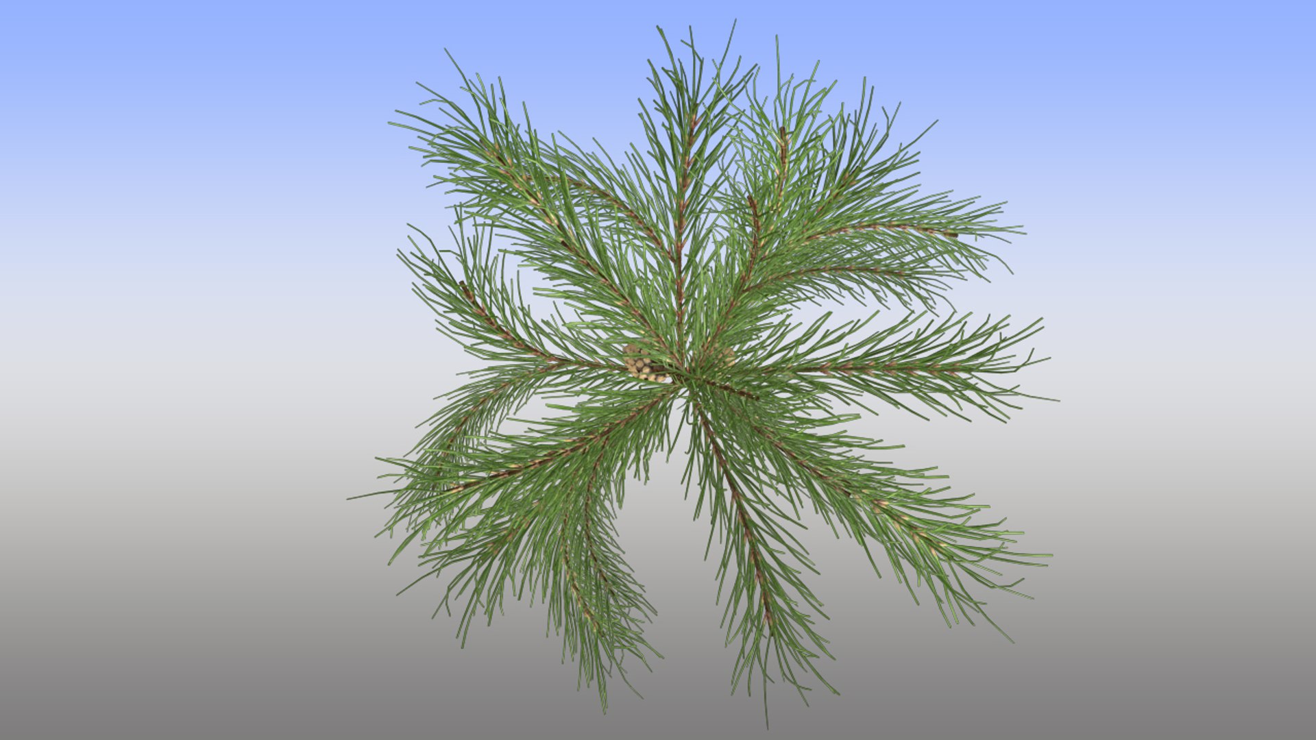 3d Pines Pinus