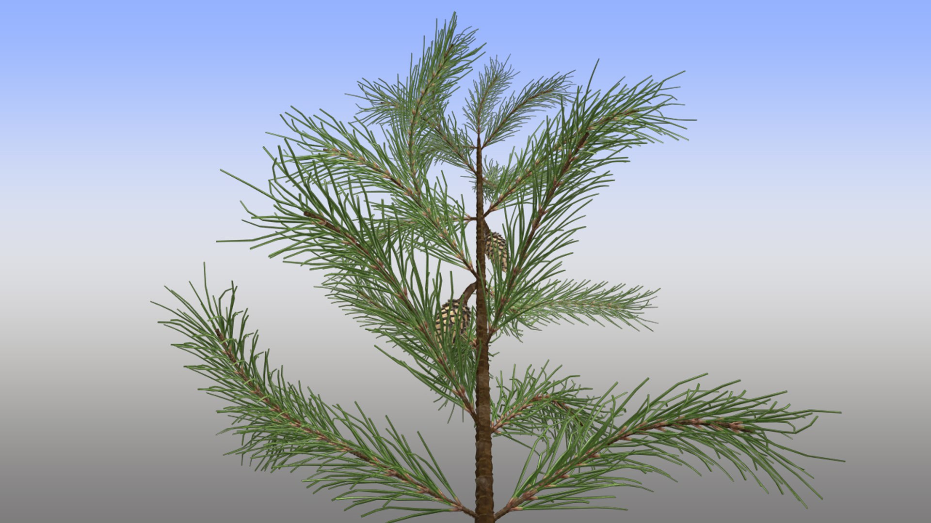 3d Pines Pinus
