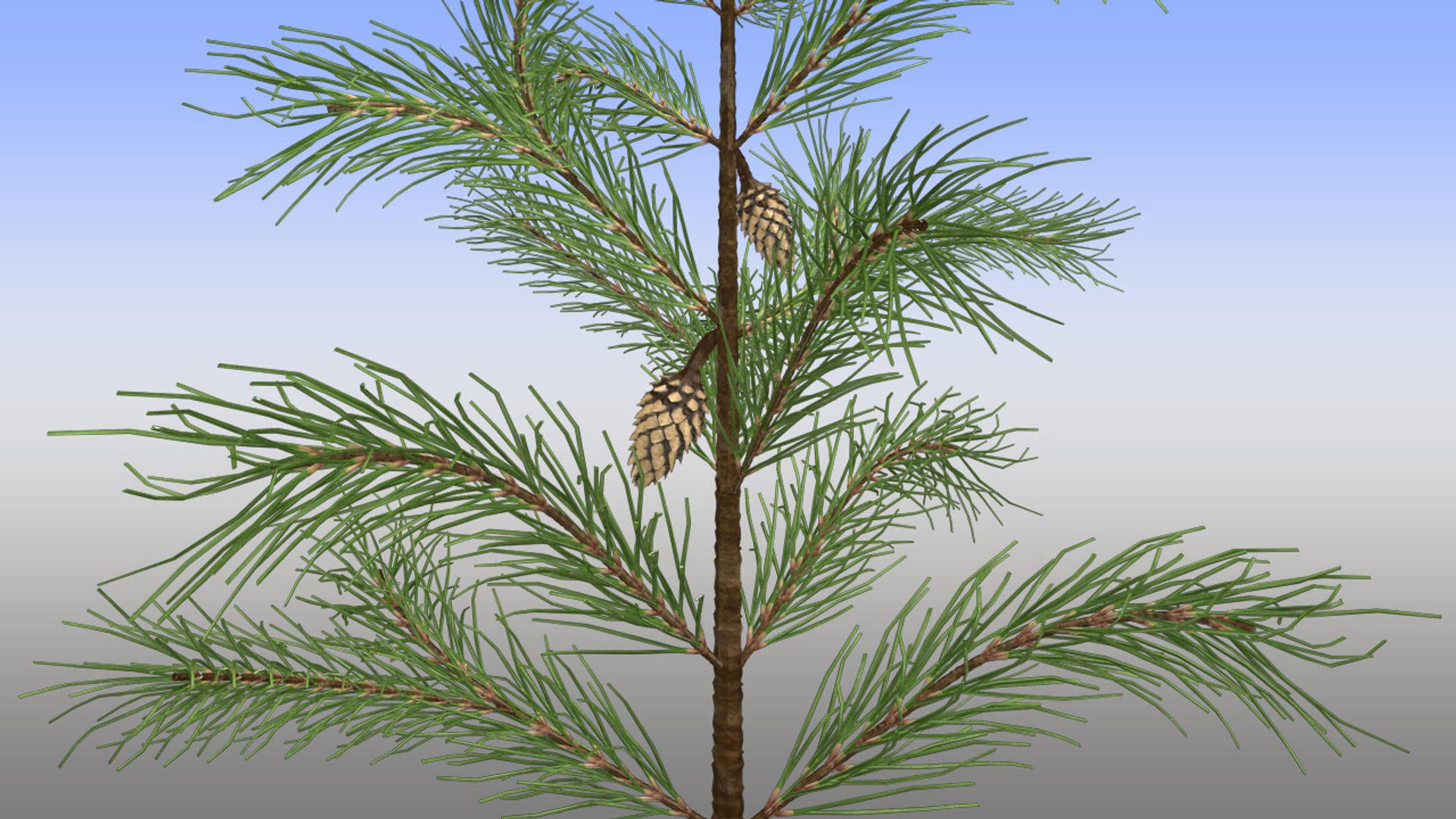 3d Pines Pinus