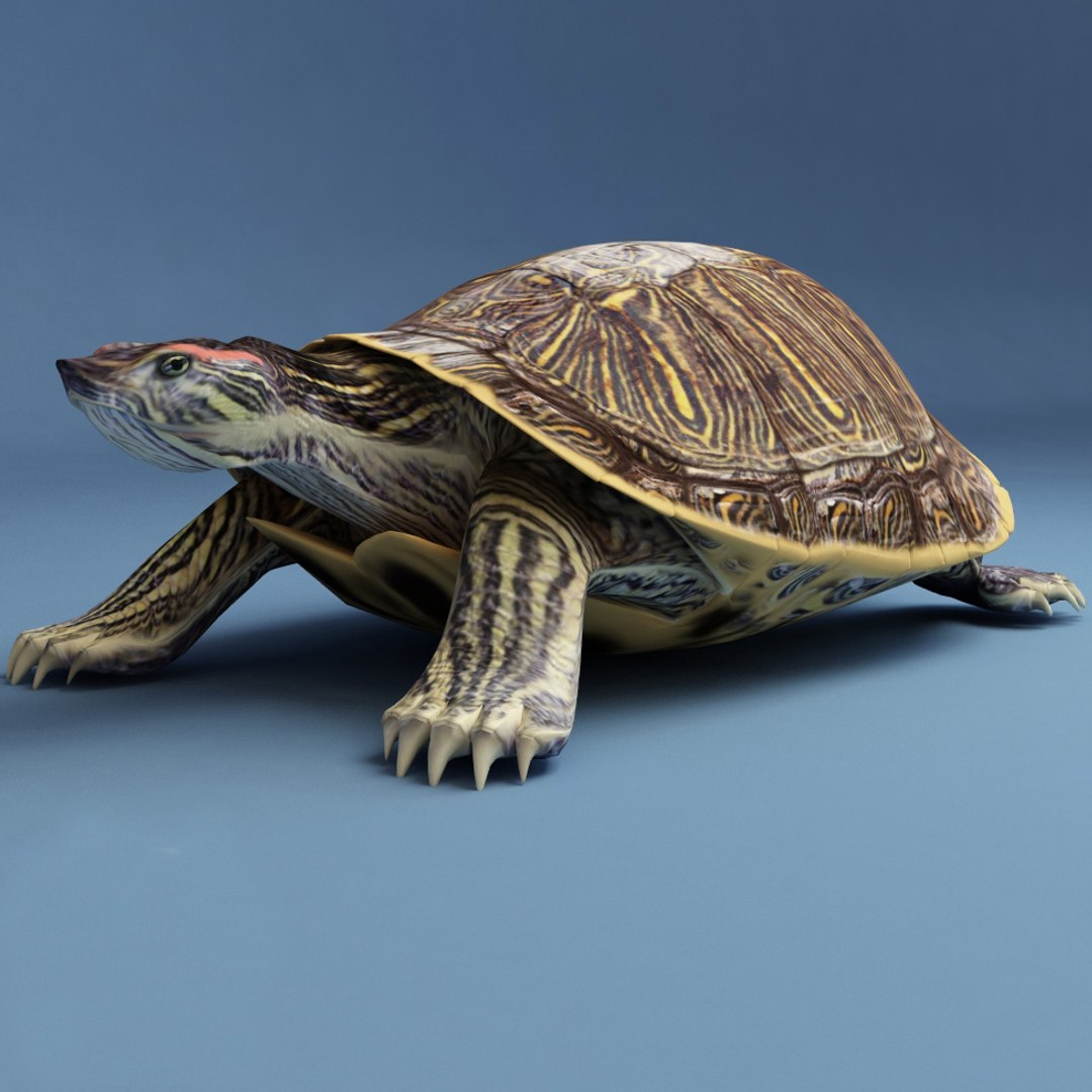 Turtle Red-eared Slider Poses 3d Lwo
