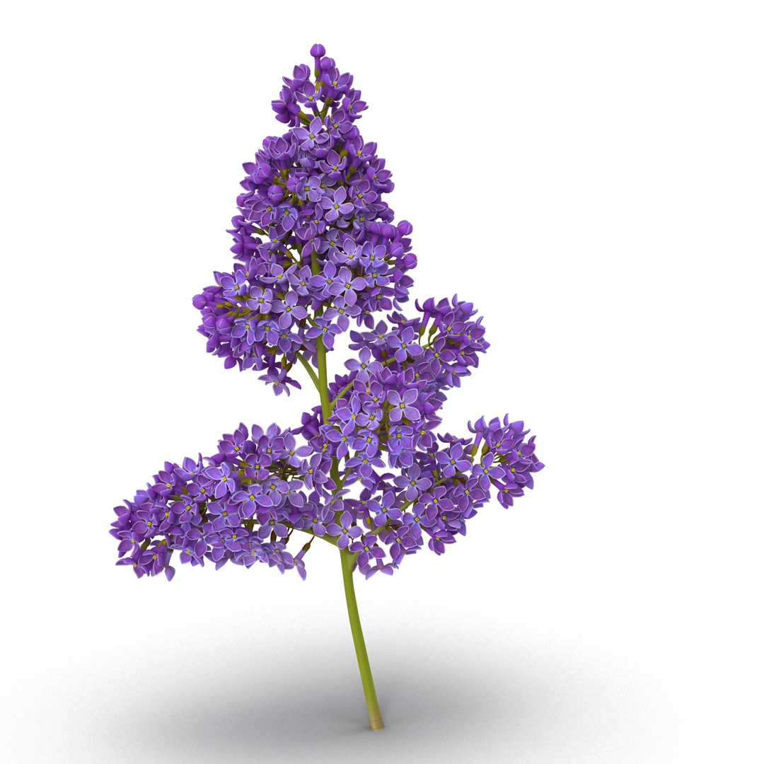 Syringa Lilac 5 3d Model