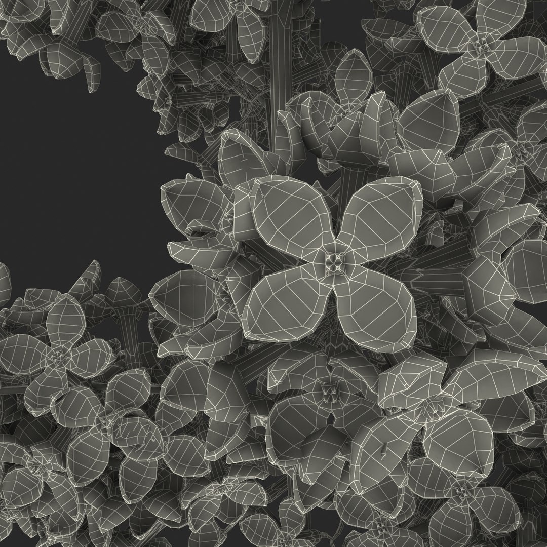 Syringa Lilac 5 3d Model