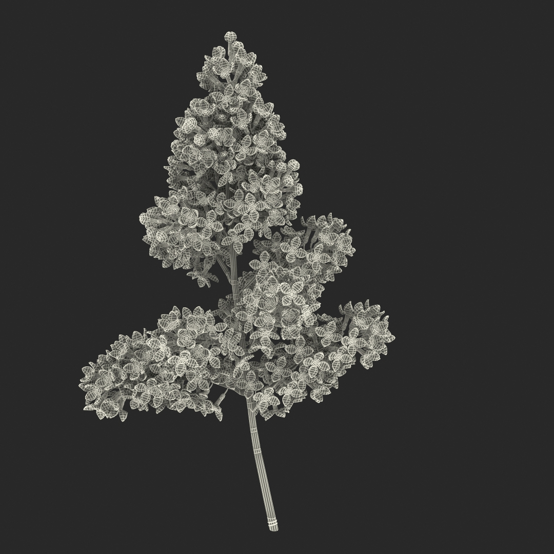 Syringa Lilac 5 3d Model